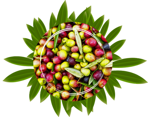 Provence Olives, votre producteur d'olives dans les Bouches